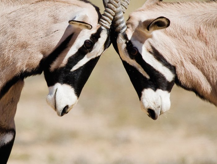 EMS-GRIVORY Produkte